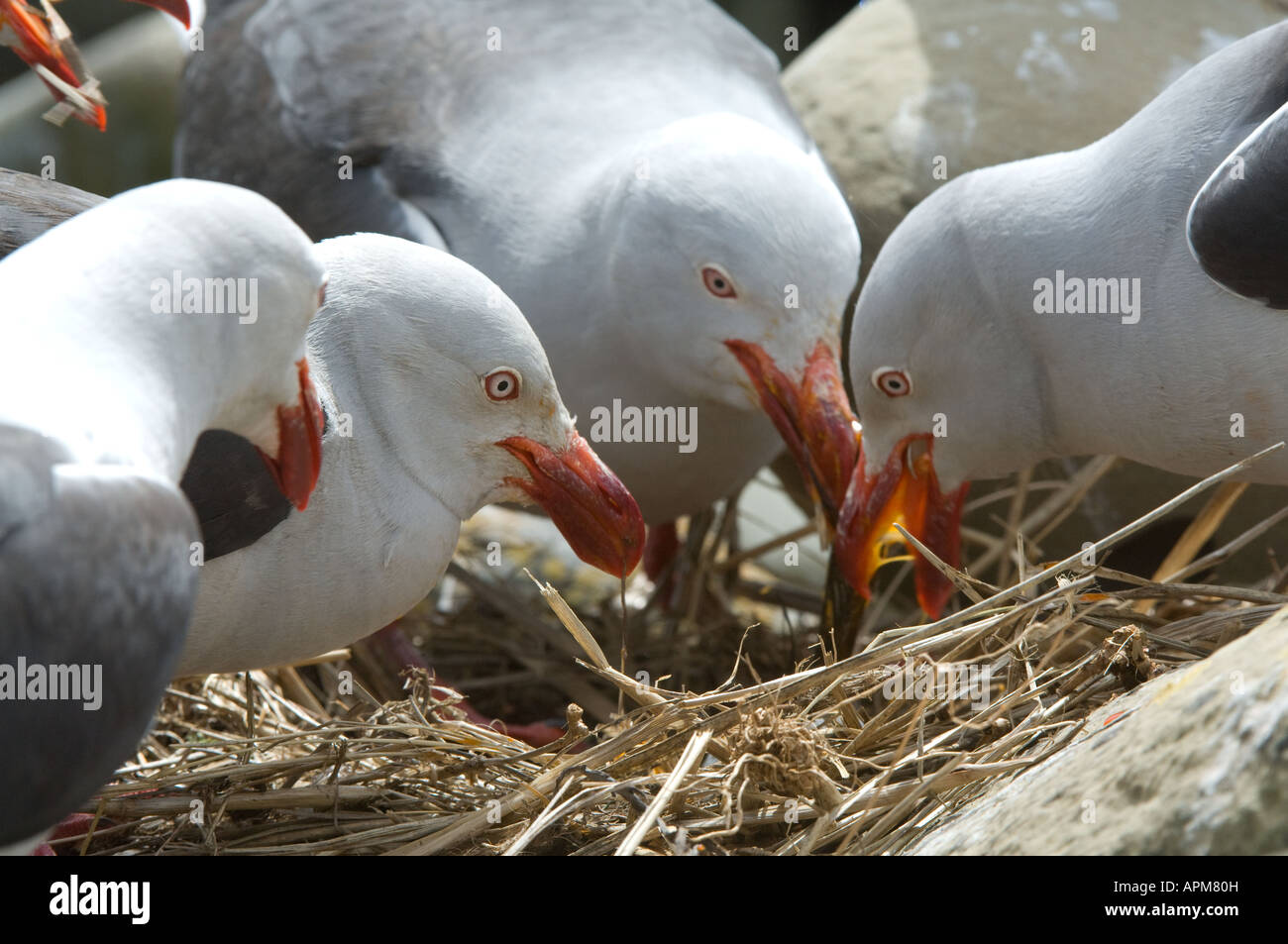 Dolphin Gull Leucophaeus scoresbii eating eggs of its own species ...