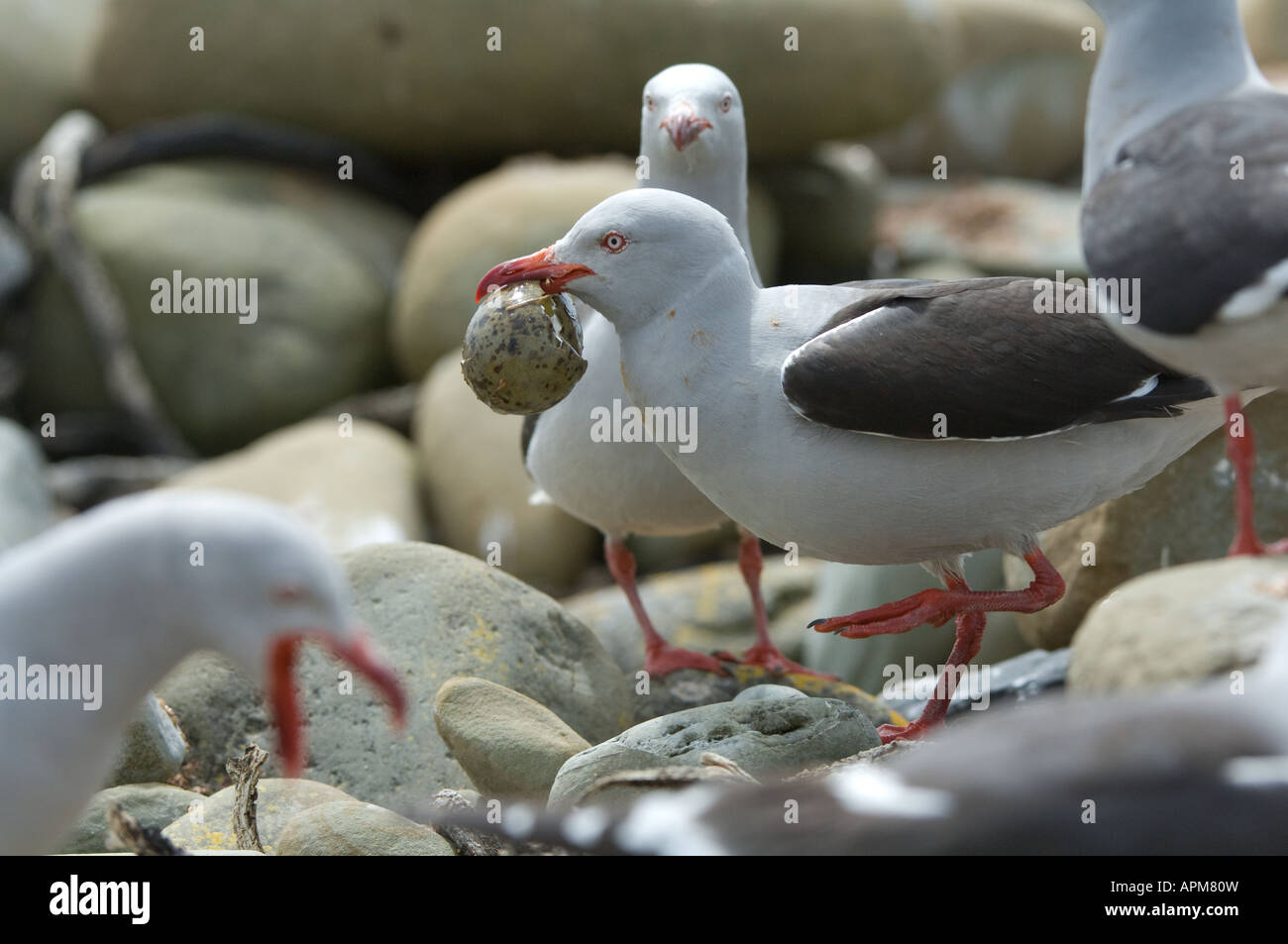 Dolphin Gull Leucophaeus scoresbii eating eggs of its own species ...