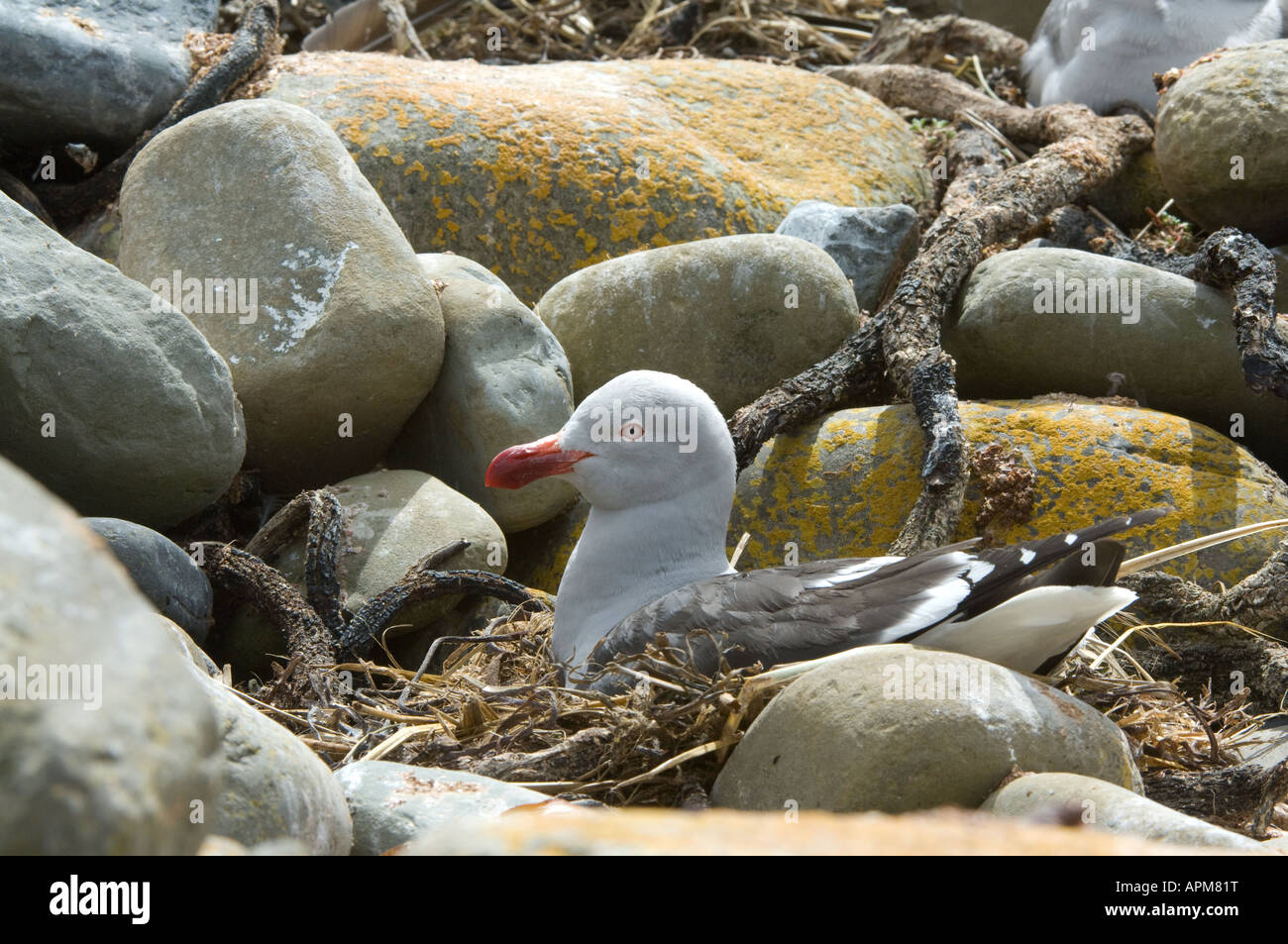 Dolphin Gull Leucophaeus scoresbii Beaver Pond shore Sea Lion Island ...