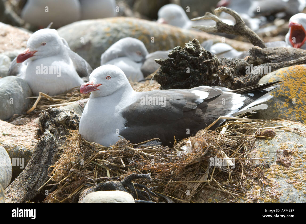 Dolphin Gull (Leucophaeus scoresbii) adult sitting on nest incubating ...