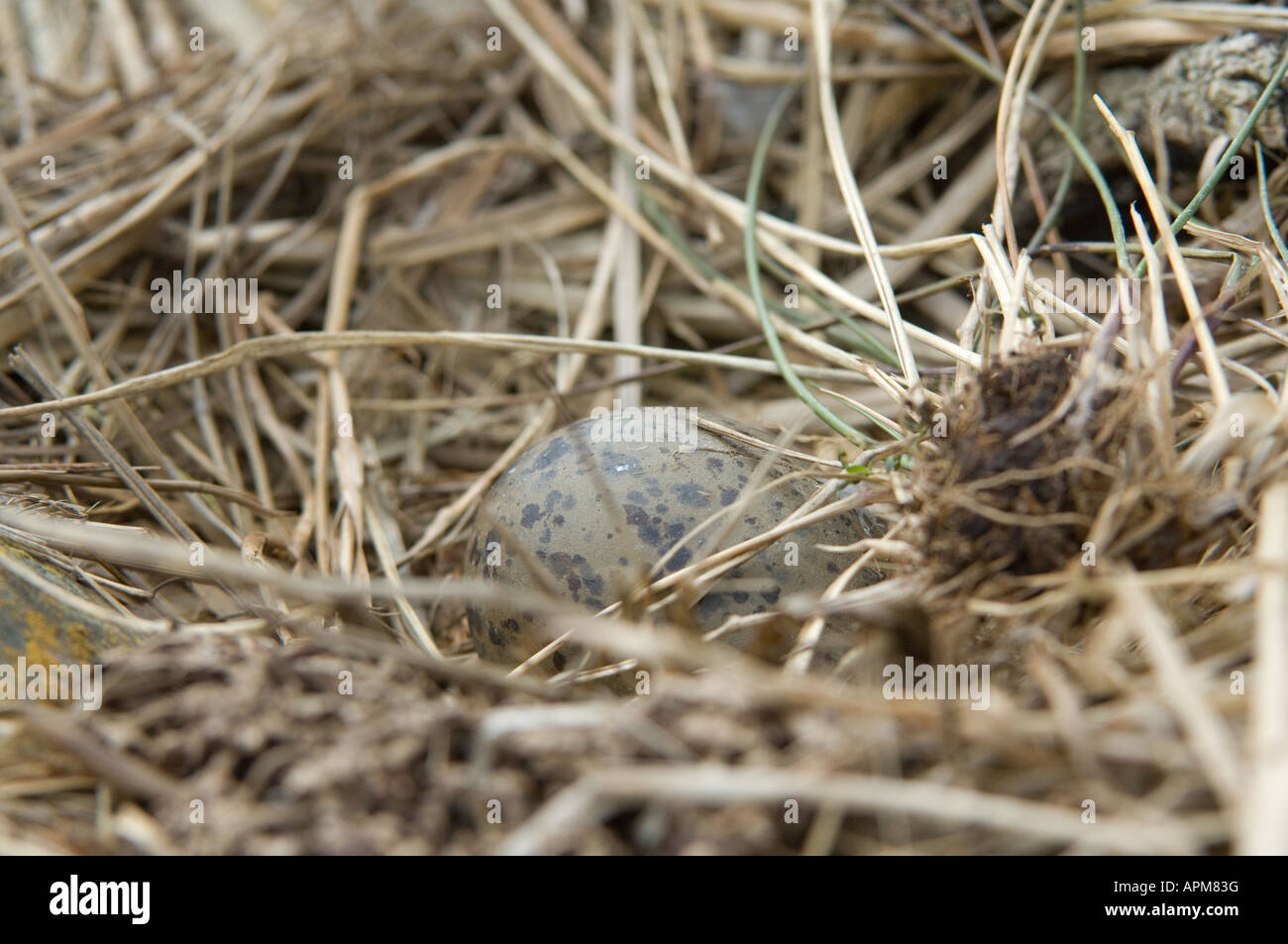 Dolphin Gull Leucophaeus scoresbii nest with eggs Beaver Pond shore Sea ...