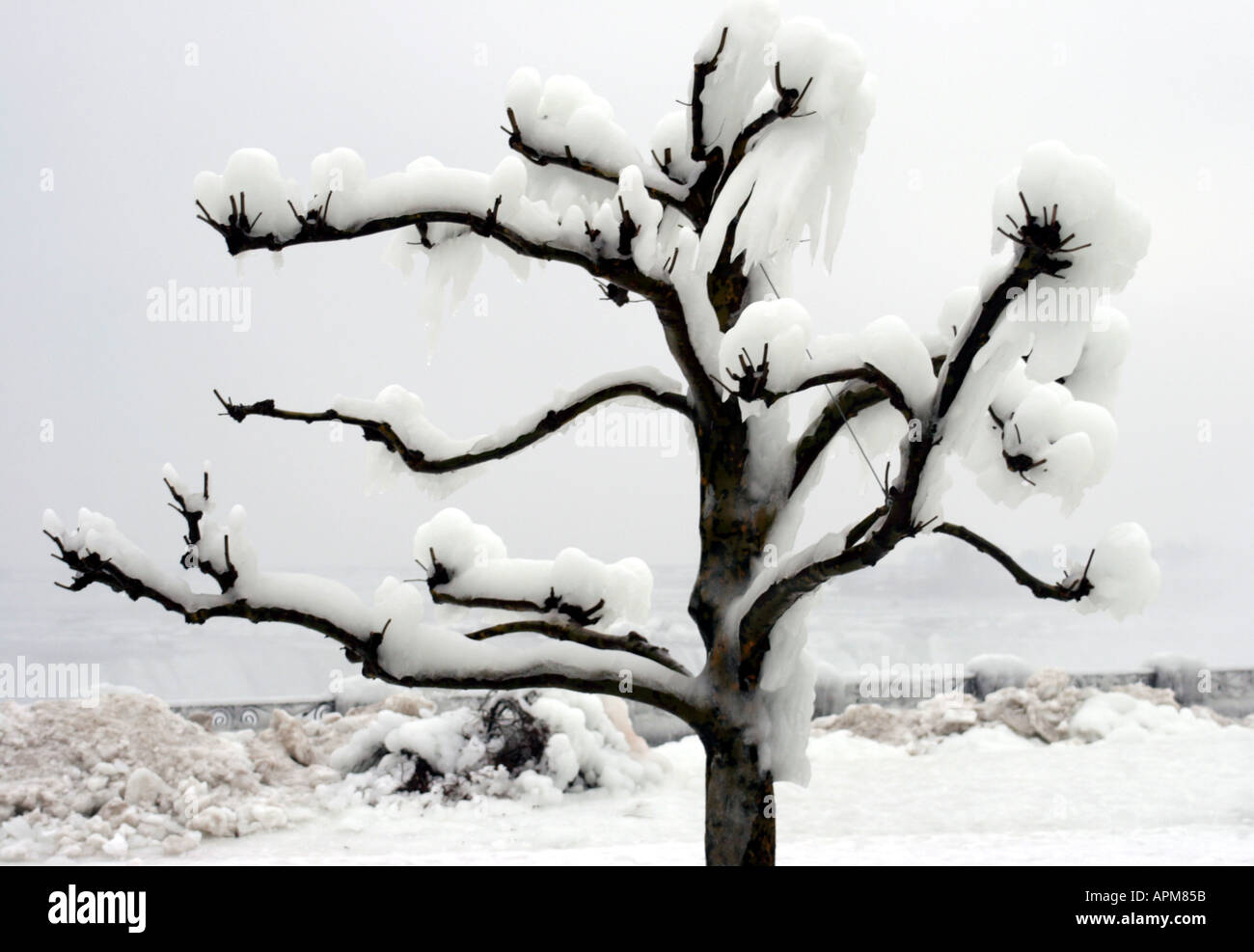 Niagara in winter trees hi-res stock photography and images - Alamy