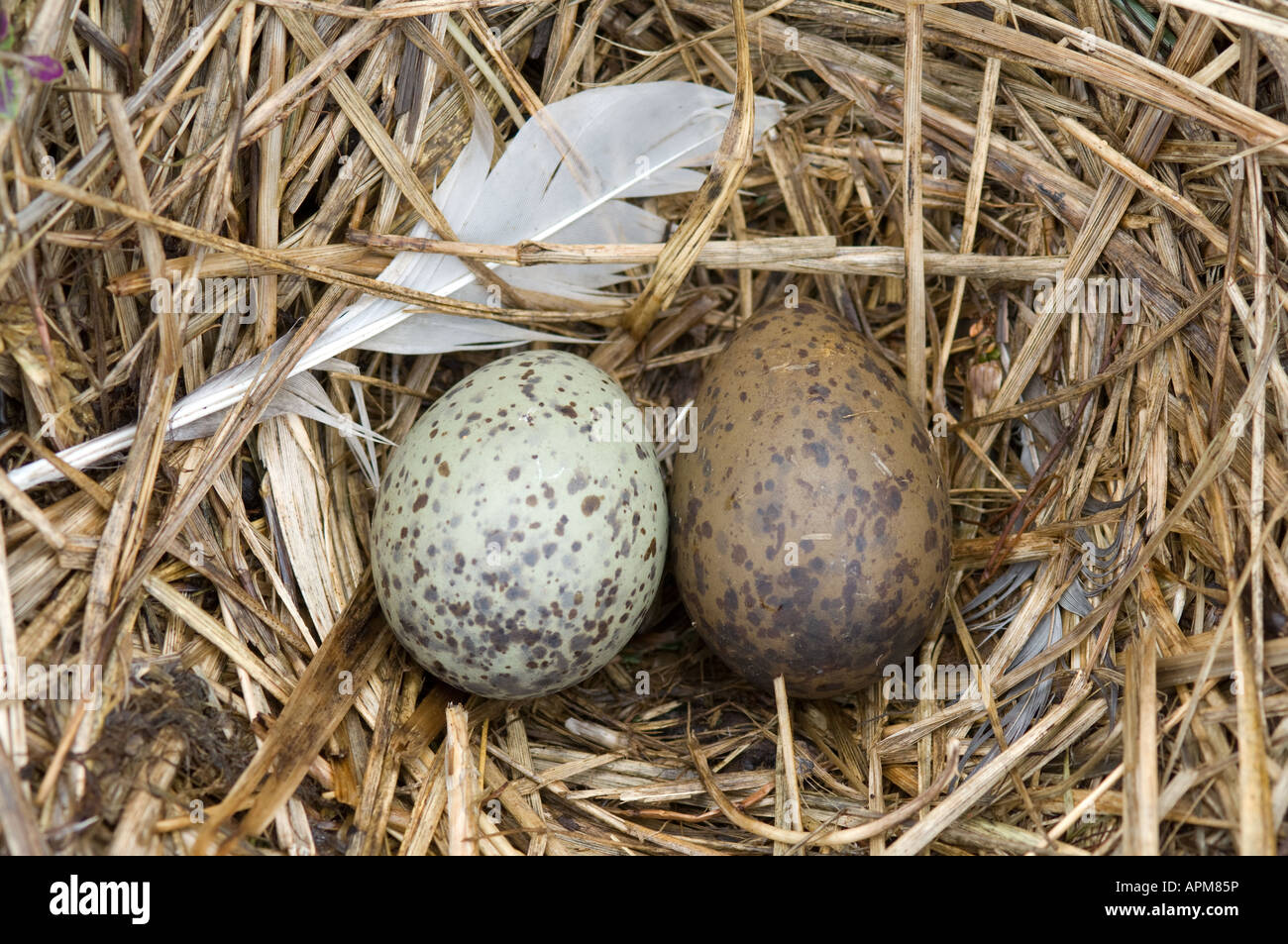 Dolphin Gull Leucophaeus scoresbii nest with two eggs of different ...
