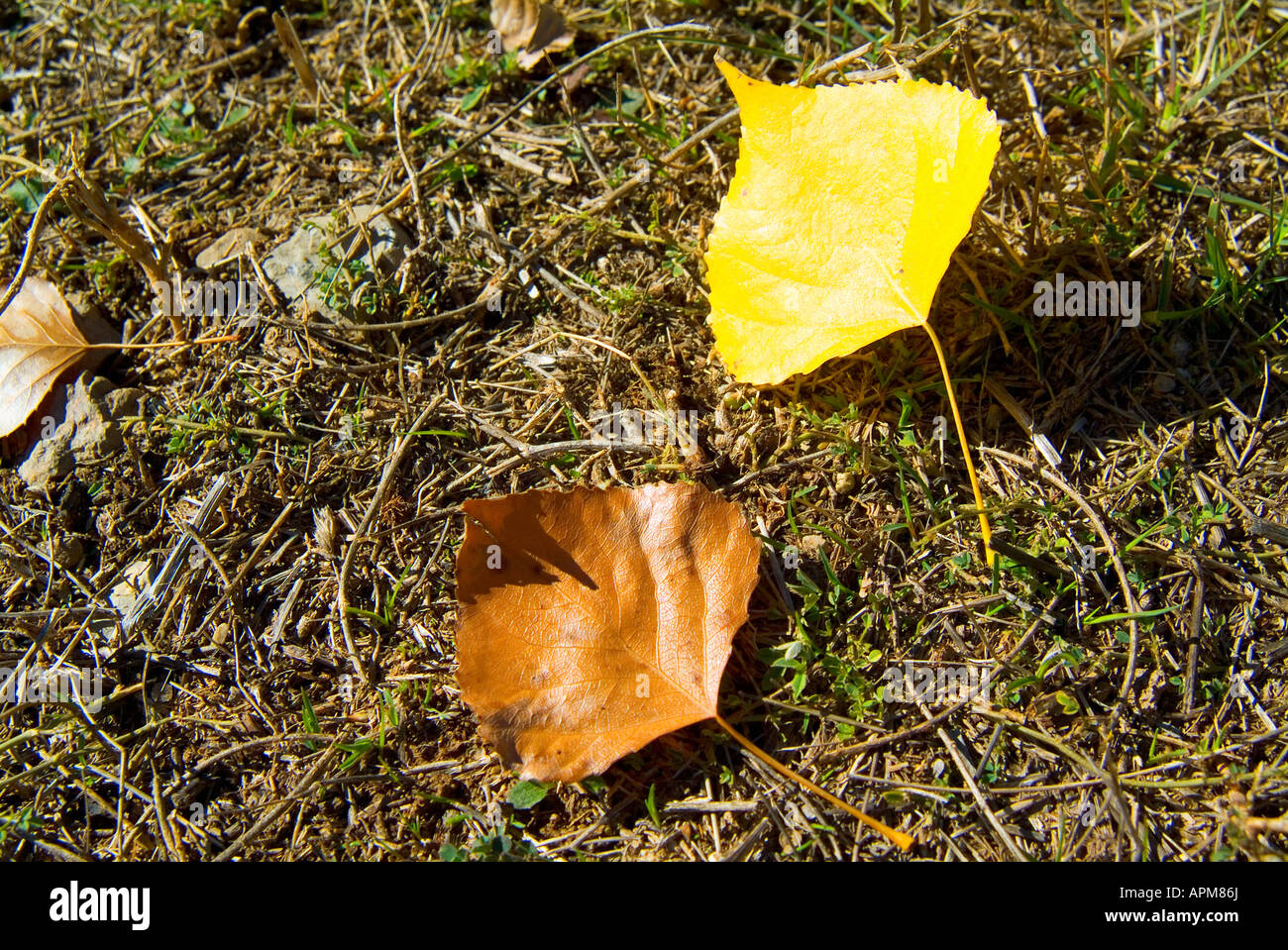 Autumn leaves (Populus tree leaves) on the ground. Gudar - Javalambre ...
