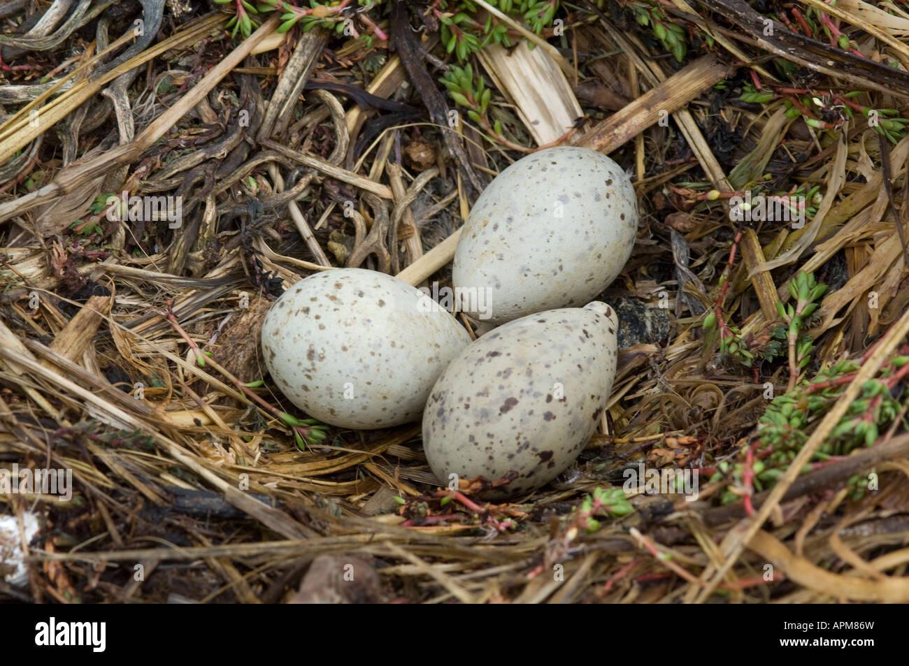 Dolphin Gull Leucophaeus scoresbii nest with eggs one deformed Beaver ...