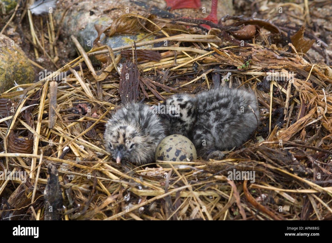 Dolphin Gull Leucophaeus scoresbii nest with egg and two chicks Beaver ...