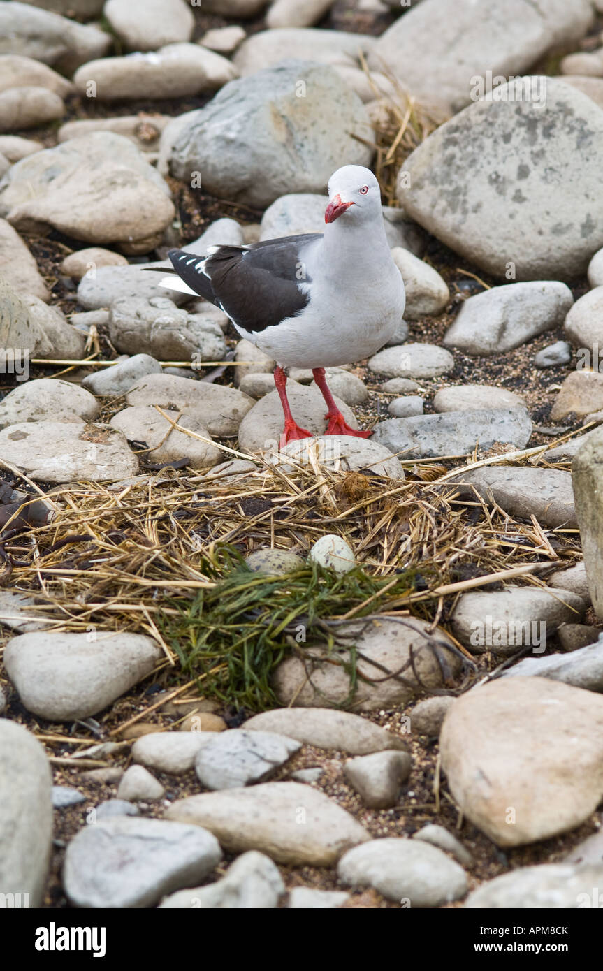 Dolphin Gull Leucophaeus scoresbii standing on front of the nest with ...
