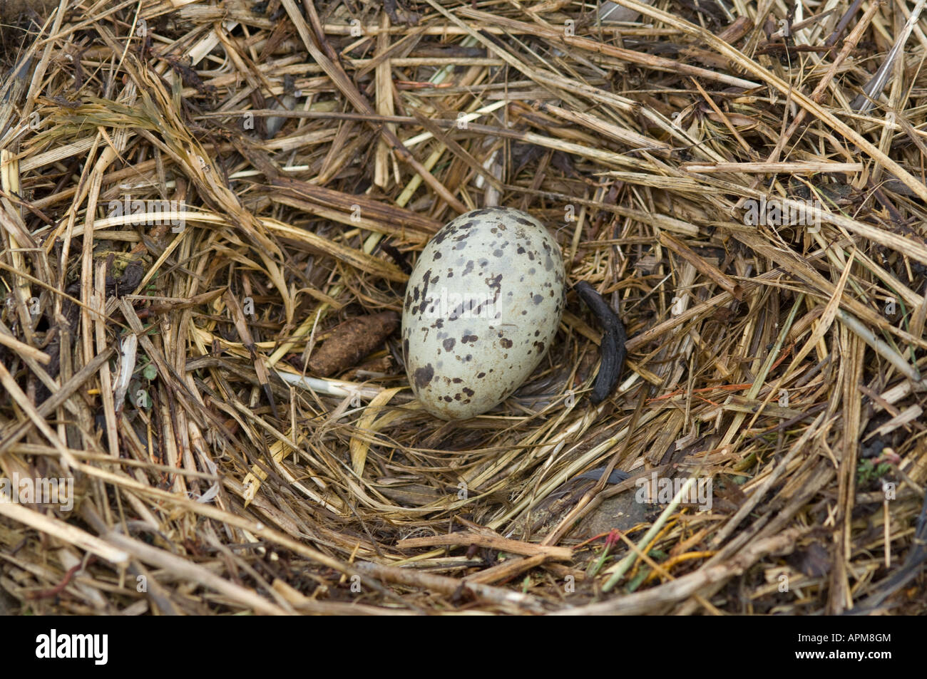 Dolphin Gull Leucophaeus scoresbii nest with eggs Beaver Pond shore Sea ...