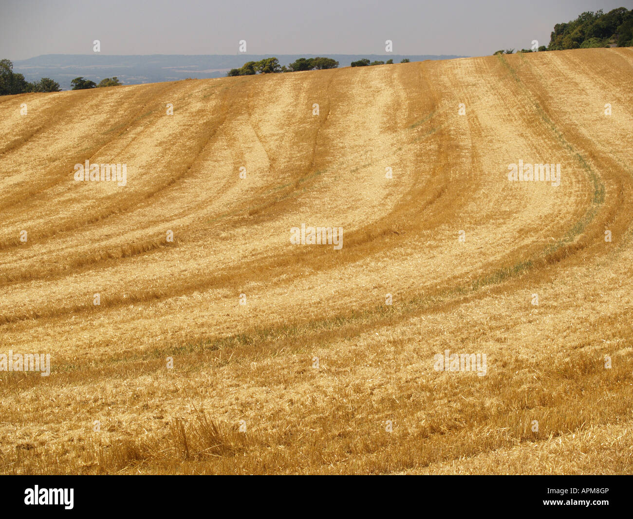 trails patterns curve golden wheat stubble Stock Photo - Alamy