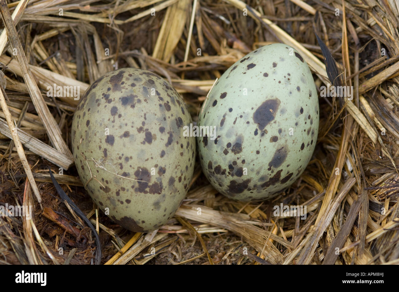 Dolphin Gull Leucophaeus scoresbii nest with eggs Beaver Pond shore Sea ...