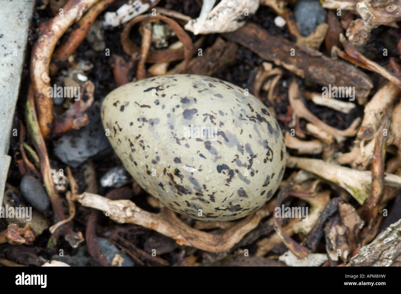 Dolphin Gull Leucophaeus scoresbii nest with egg Beaver Pond shore Sea ...