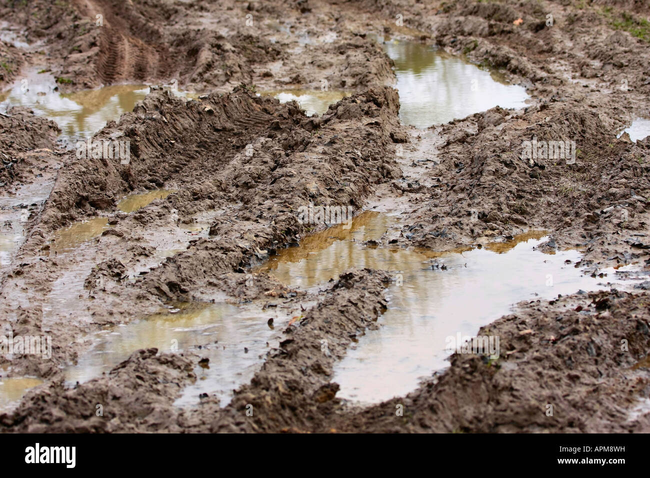 Puddles of water in muddy ploughed field in winter in Sussex, England ...