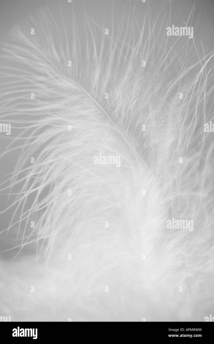 Single white feather (close-up Stock Photo - Alamy