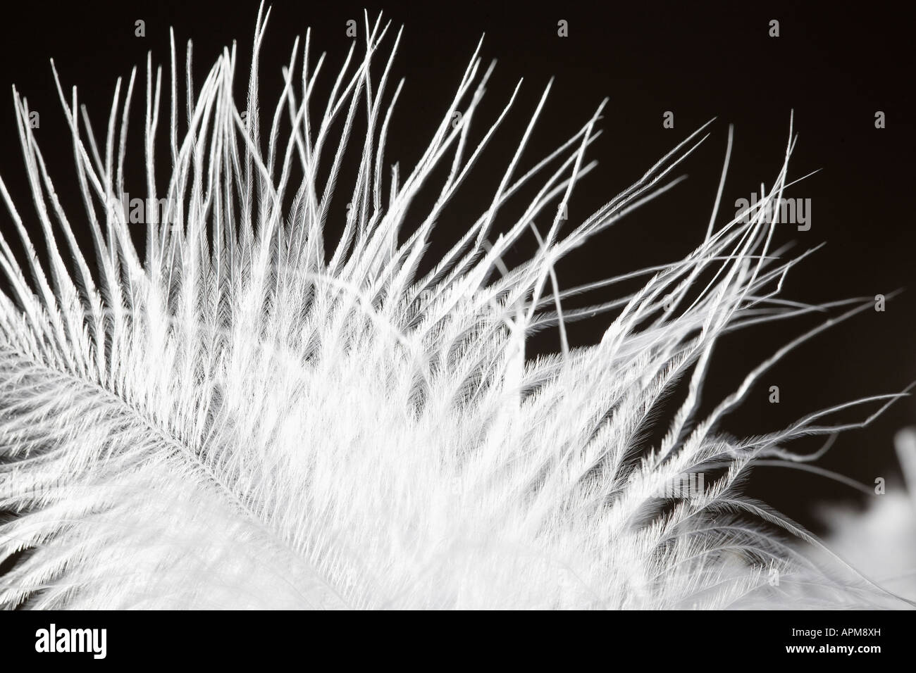 Single white feather (close-up Stock Photo - Alamy