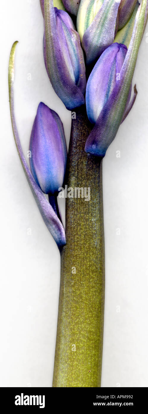 Bluebell buds and stem with light background Stock Photo - Alamy