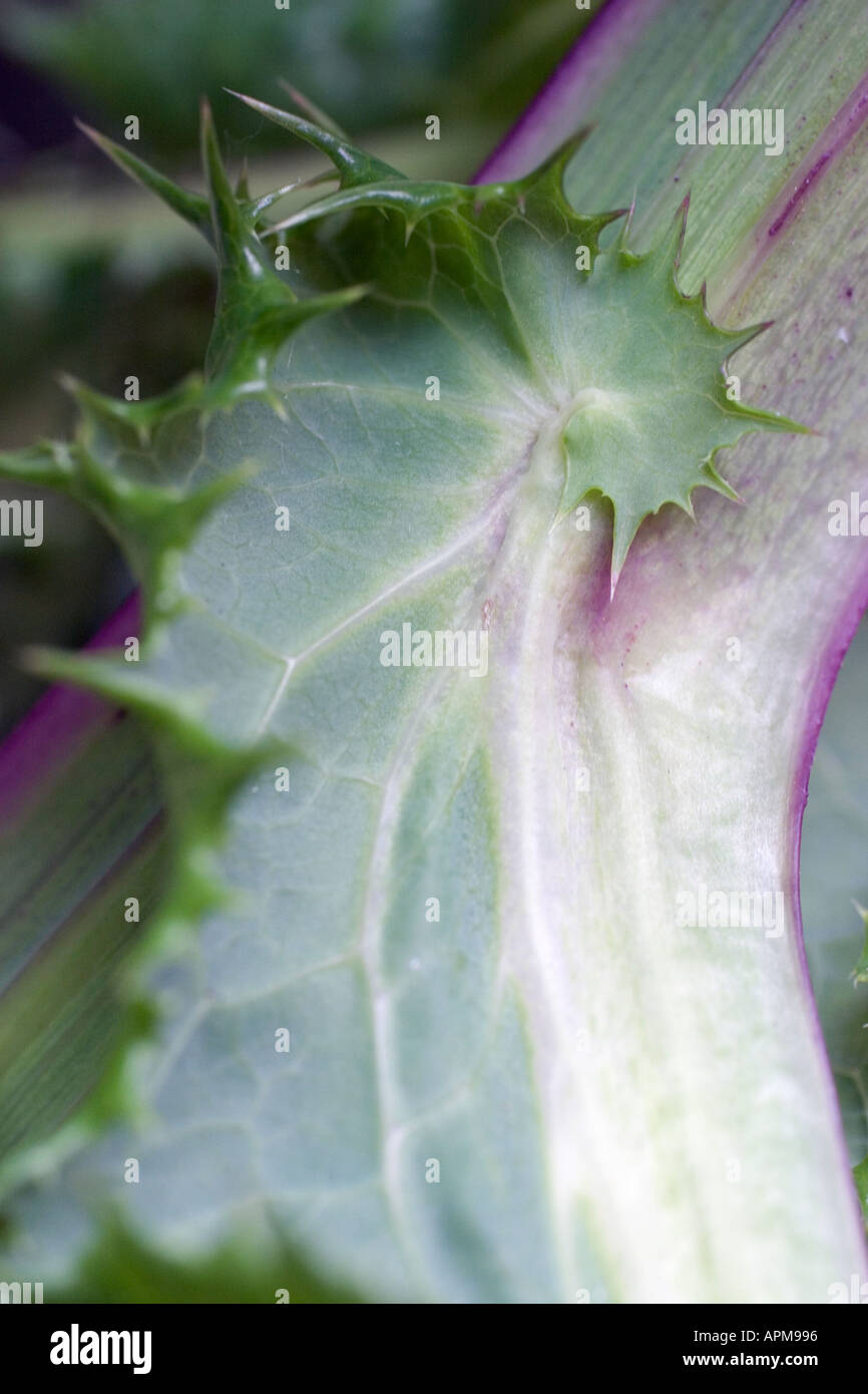 Groundsel joint between leaf and stem Stock Photo - Alamy