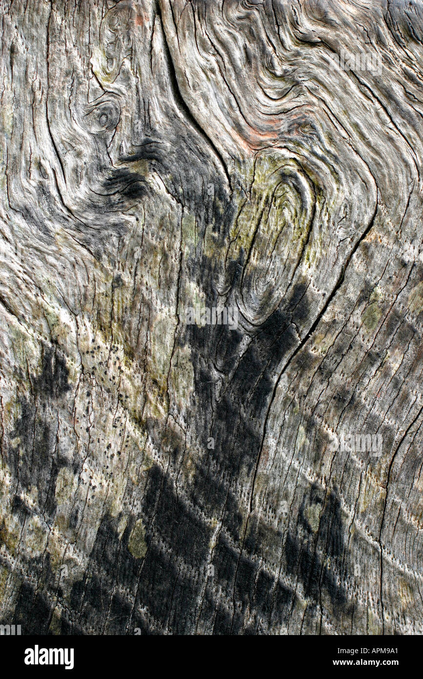 Notted tree hi-res stock photography and images - Alamy