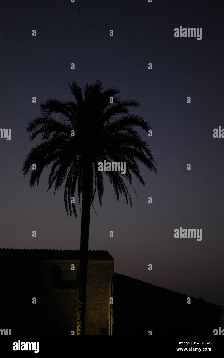 Palm tree Mallorca Majorca Spain Balearic Islands Mediterranean Stock ...