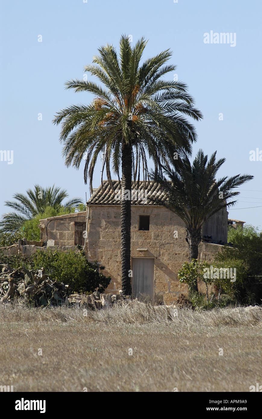 Palm tree Mallorca Majorca Spain Balearic Islands Mediterranean Stock ...