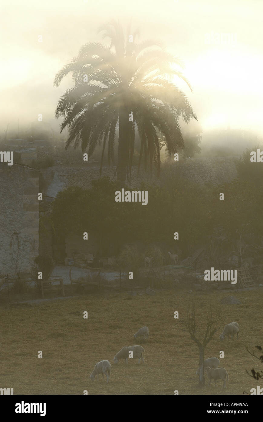 Palm tree Mallorca Majorca Spain Balearic Islands Mediterranean Stock ...