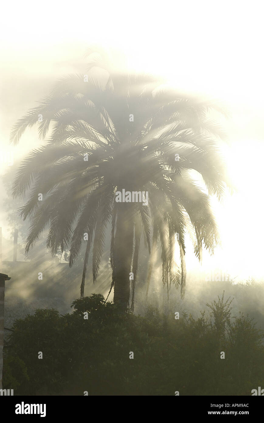 Palm tree Mallorca Majorca Spain Balearic Islands Mediterranean Stock ...