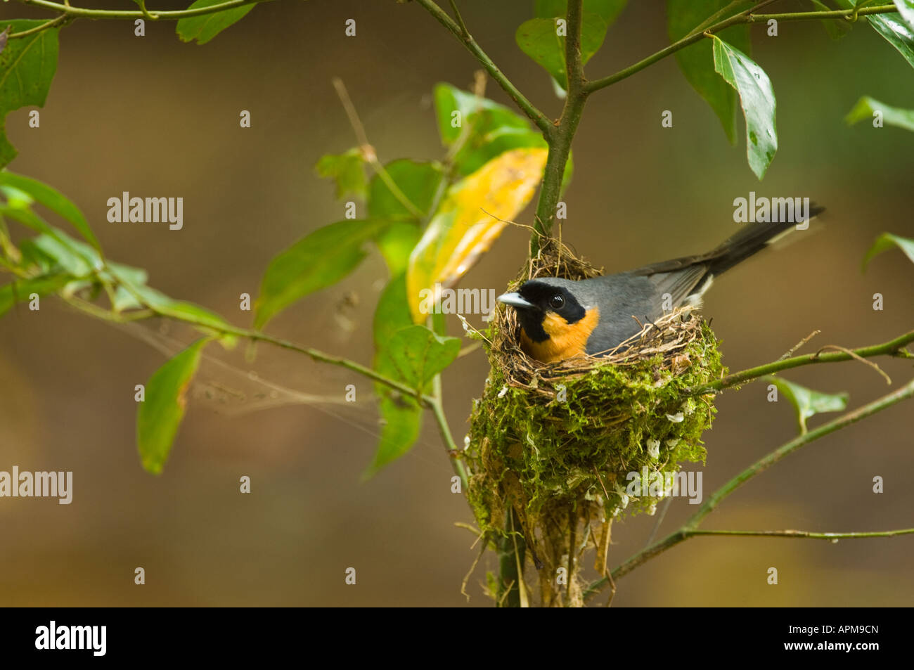 Spectacled Monarch (Monarcha trivirgatus```````````````````````0 adult ...