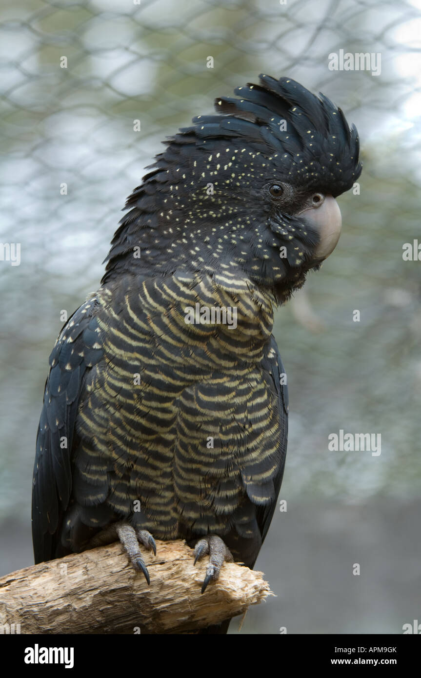 Red tailed Black Cockatoo (Calyptoehynchus baksii) adult female perched ...
