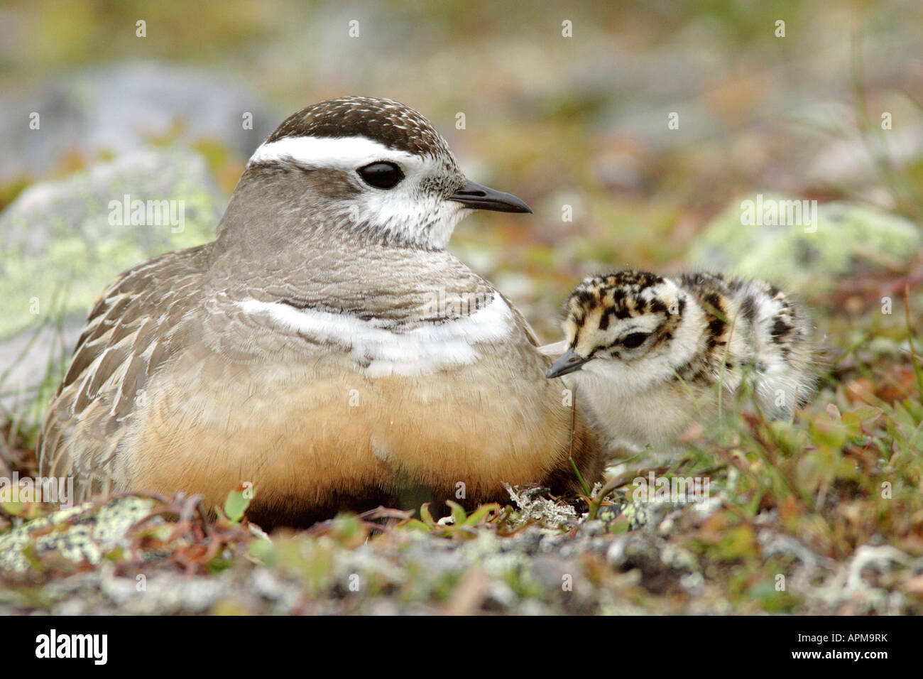 Male dotterel on nest hi-res stock photography and images - Alamy