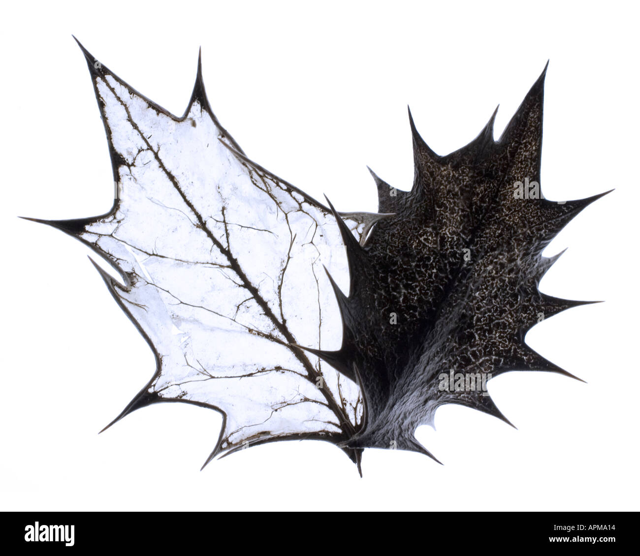 Two entangled holly leaves with cool blue filter and white background ...