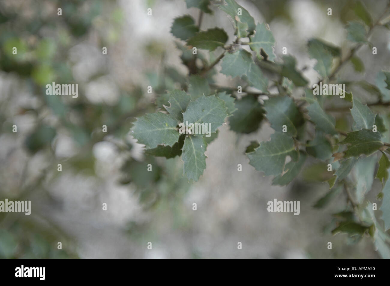 Quercus ilex encina alzina corn hi-res stock photography and images - Alamy