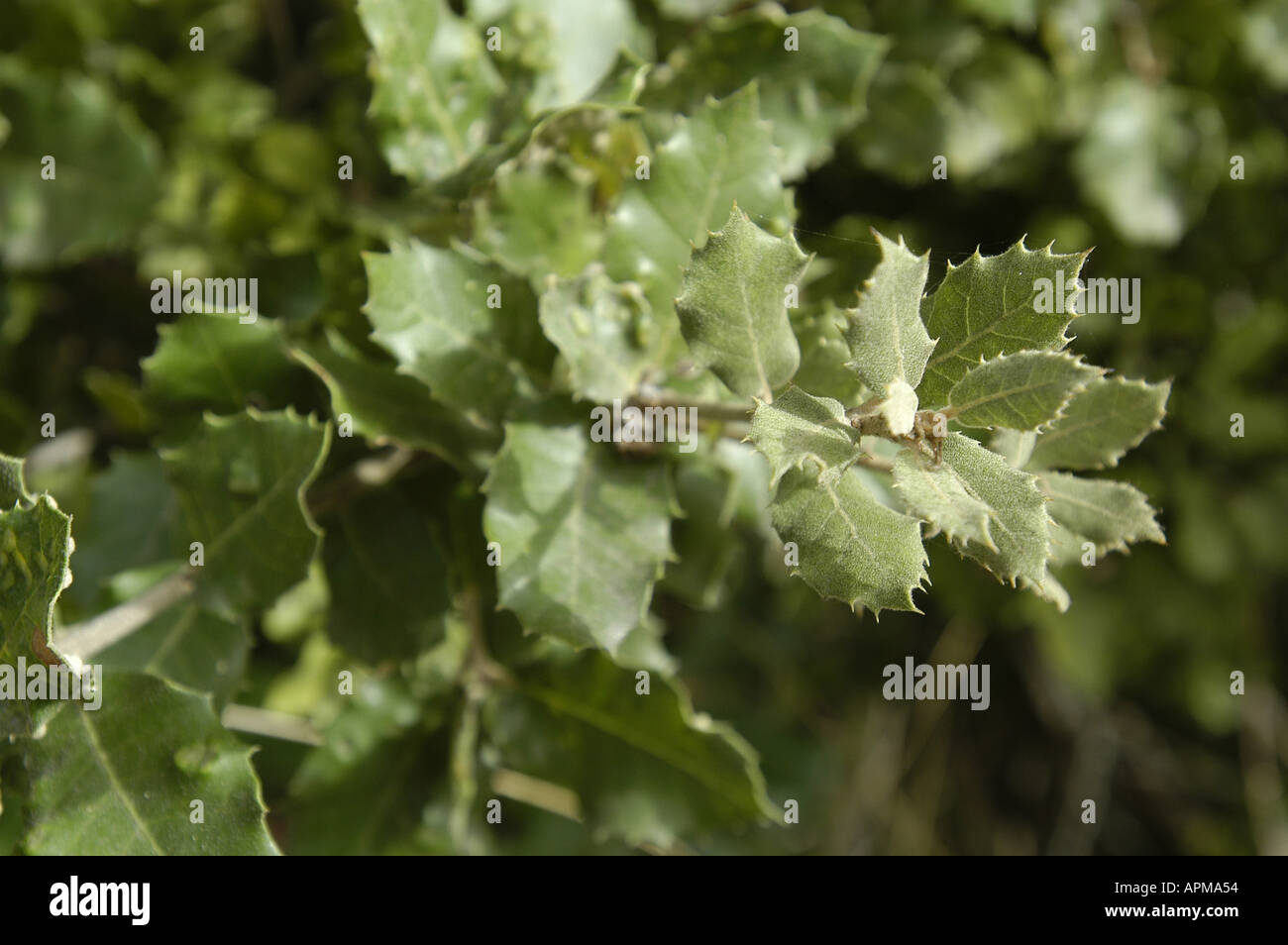 Quercus Ilex Encina Alzina Corn tree Mallorca Majorca Spain Balearic ...