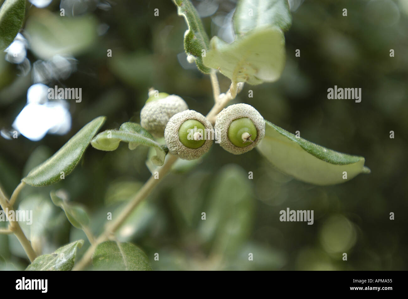 Quercus ilex encina alzina corn hi-res stock photography and images - Alamy