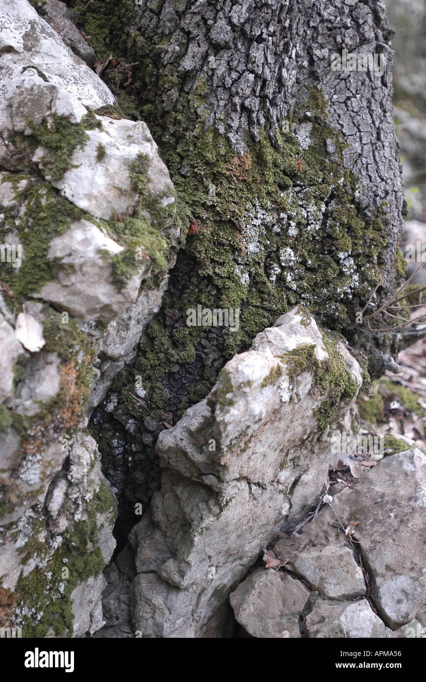 Quercus ilex encina alzina corn hi-res stock photography and images - Alamy