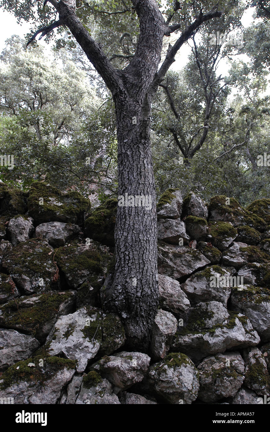 Encina tree quercus ilex hi-res stock photography and images - Alamy