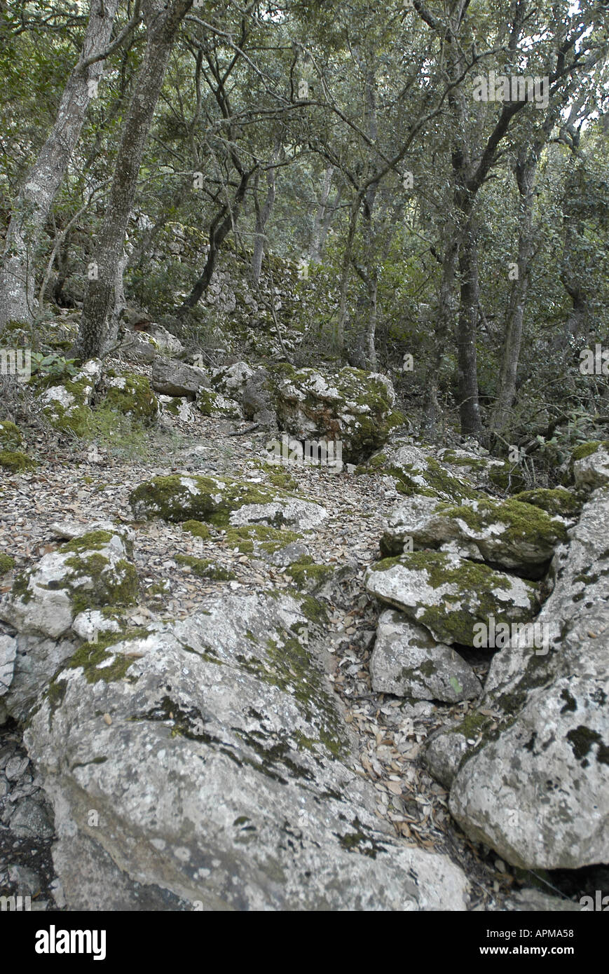 Quercus ilex encina alzina corn hi-res stock photography and images - Alamy