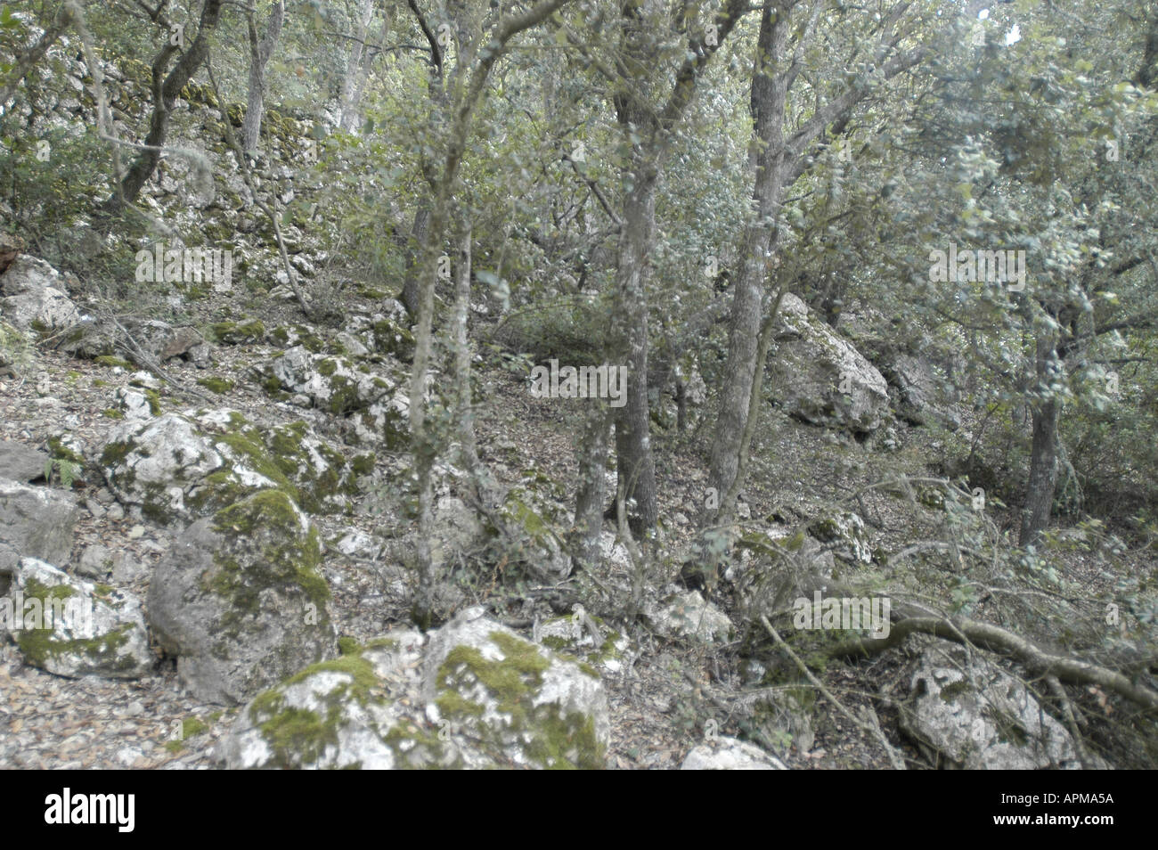 Quercus ilex encina alzina corn hi-res stock photography and images - Alamy