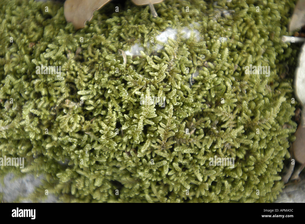 Quercus ilex encina alzina corn hi-res stock photography and images - Alamy