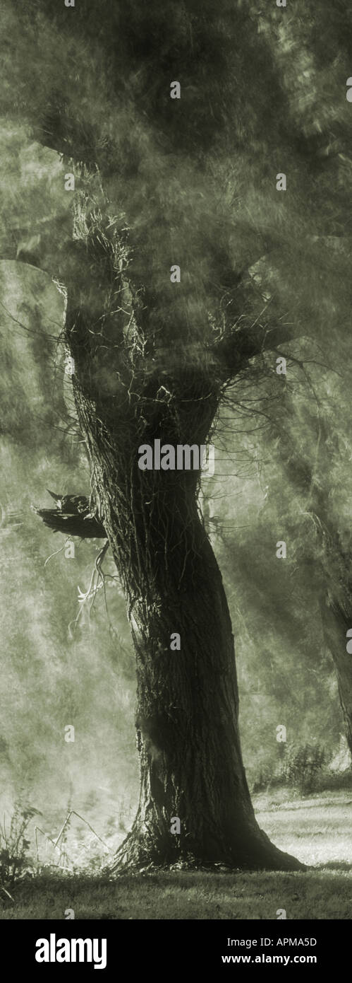 Willow tree in wind taken on slow shutter speed Stock Photo - Alamy