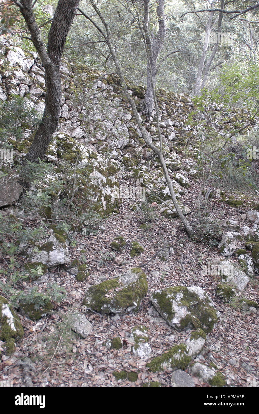 Encina tree quercus ilex hi-res stock photography and images - Alamy