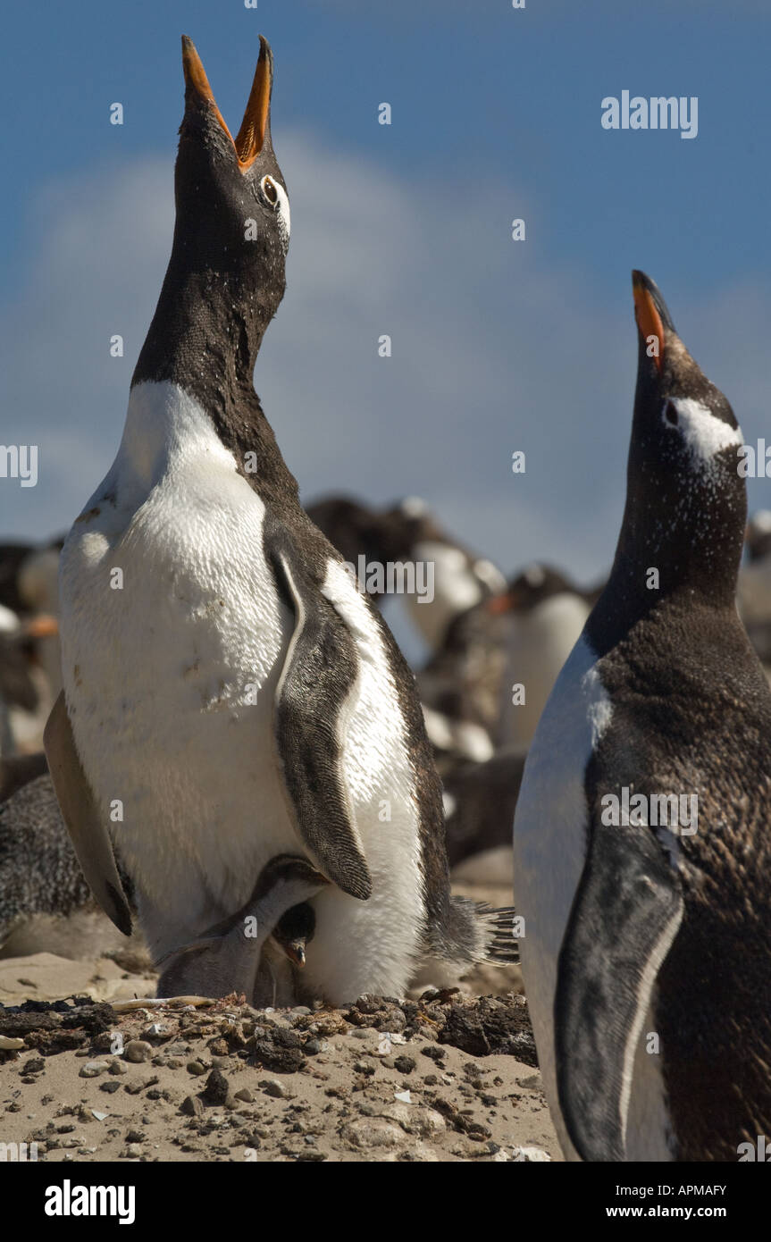 Gentoo Penguin Pygoscelis papua pair bonding behaviour chicks in nest ...