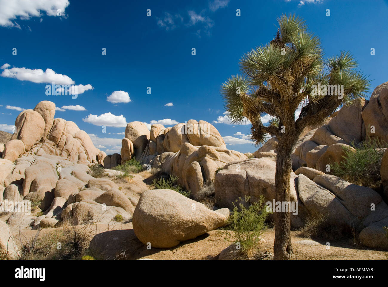 Sheep joshua hi-res stock photography and images - Alamy