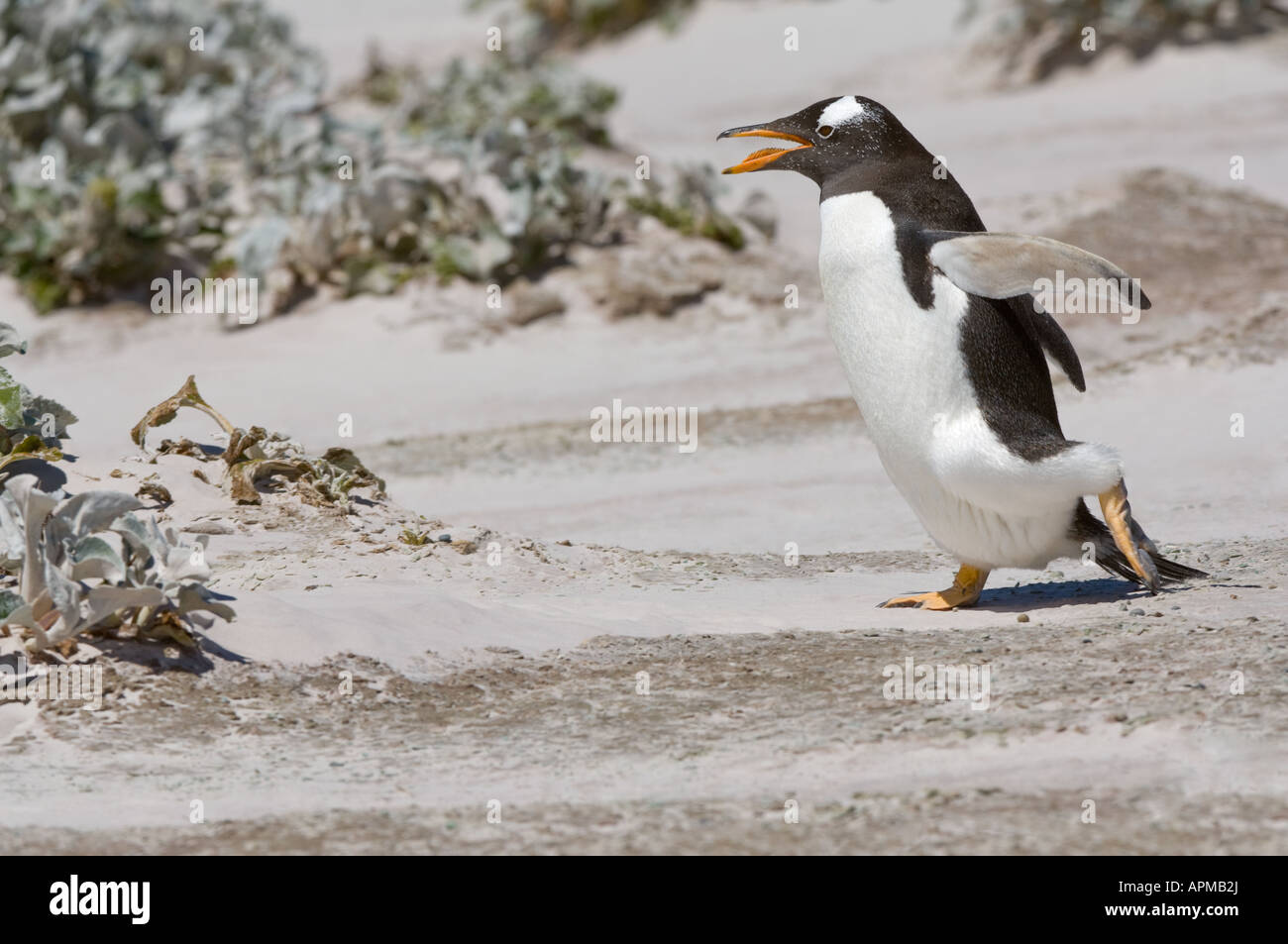 Pinguino papúa hi-res stock photography and images - Alamy