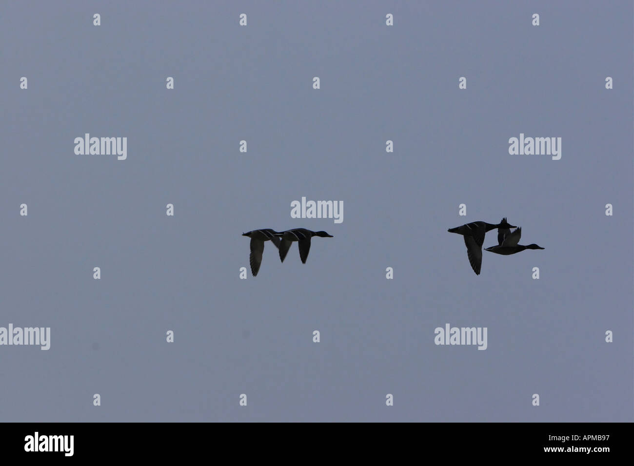flying birds Stock Photo - Alamy