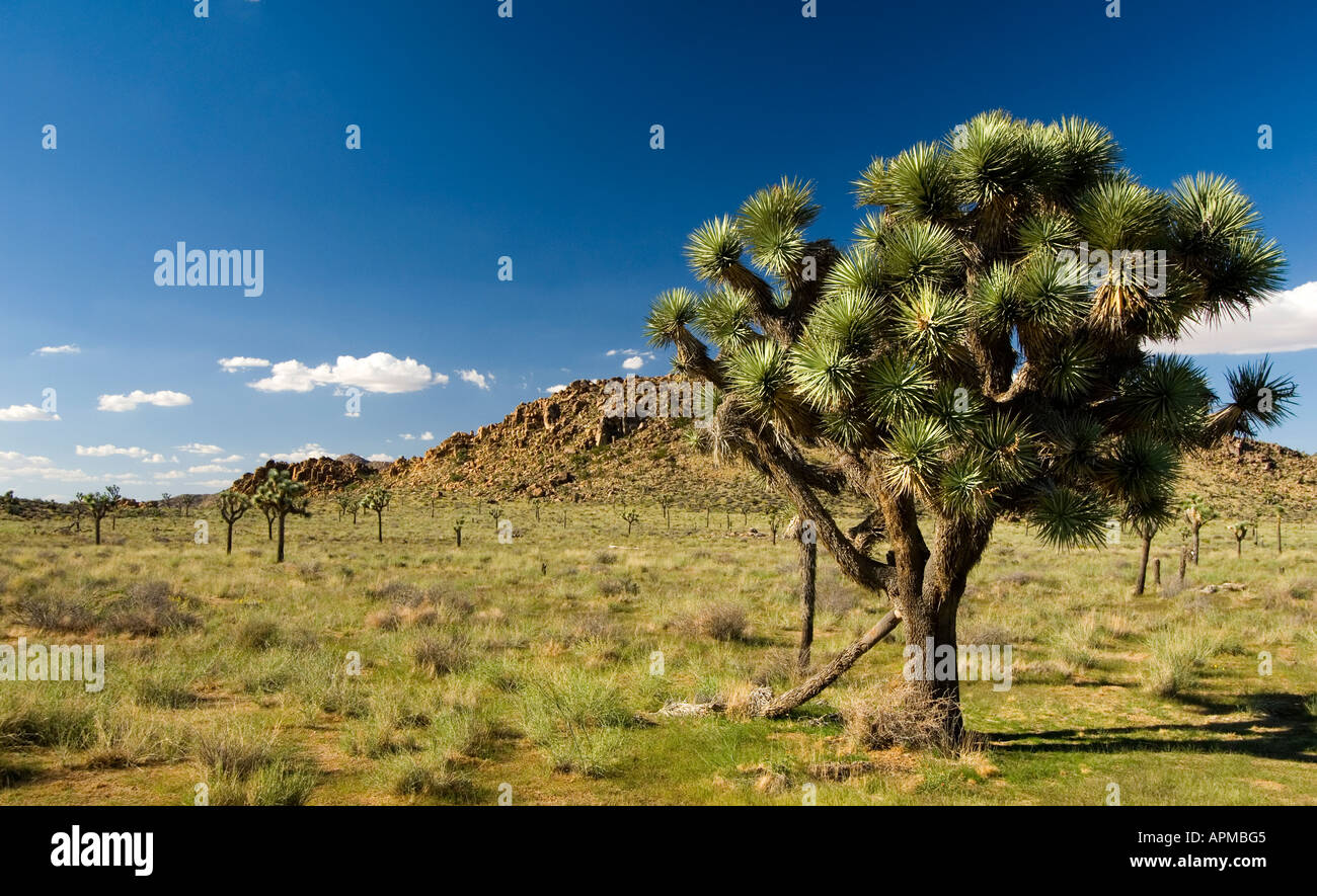 San andreas fault joshua tree hi-res stock photography and images - Alamy