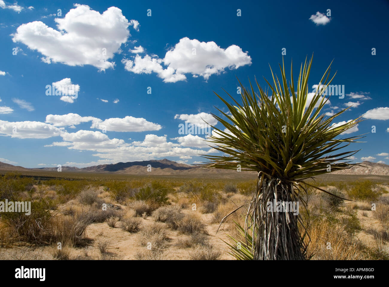 Yucca Joshua Tree National Park California Stock Photo - Alamy