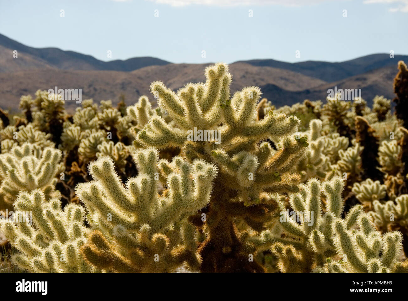 Cholla Cactus Joshua Tree National Park California Stock Photo - Alamy