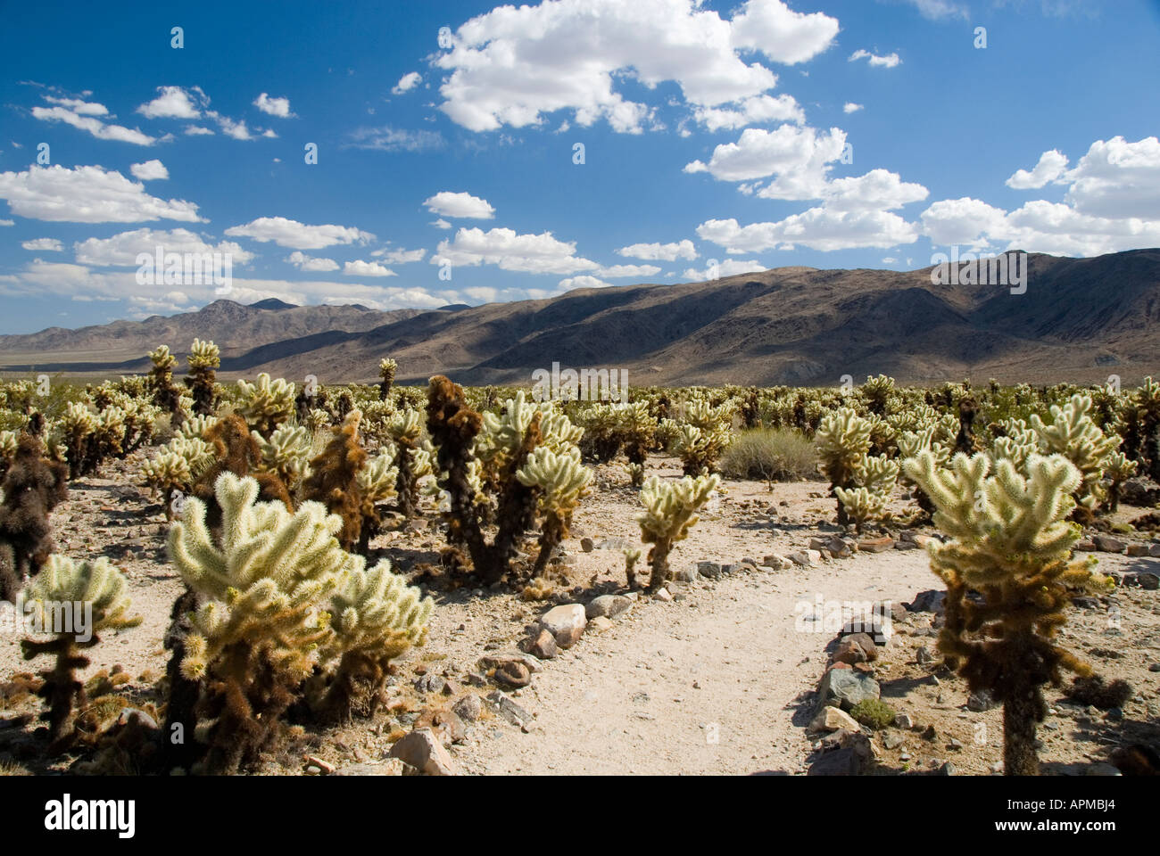 Cholla Garden Joshua Tree National Park California Stock Photo - Alamy