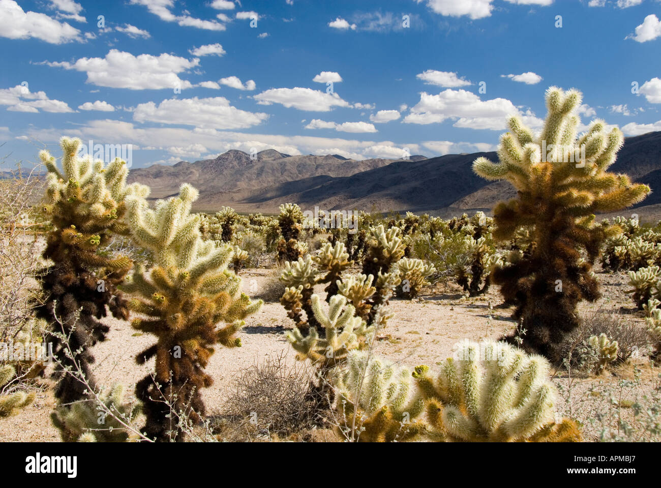 Cholla Gardens Joshua Tree National Park California Stock Photo - Alamy