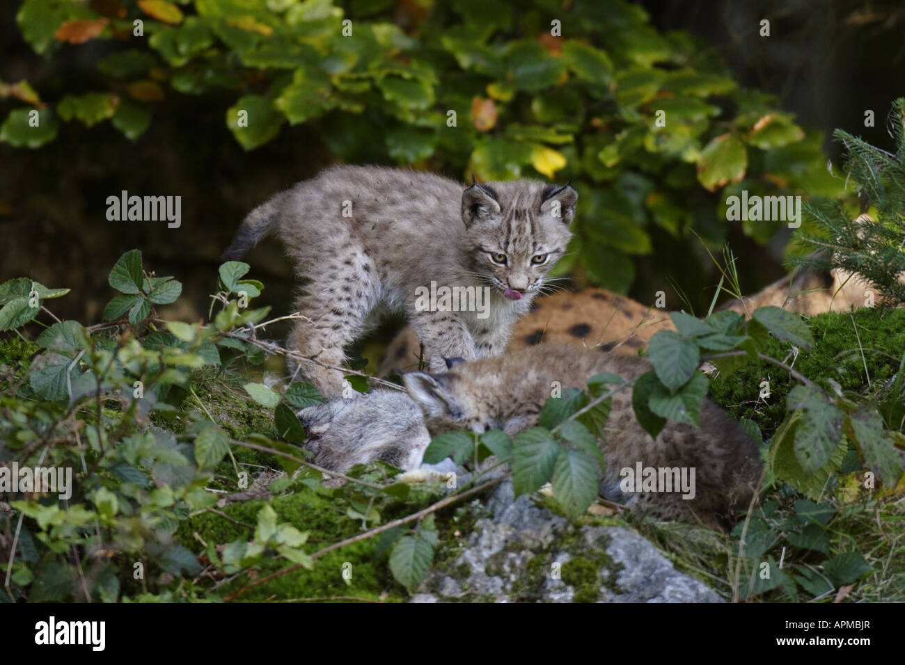 Junger Luchs an Beute juvenil lynx at booty Stock Photo - Alamy