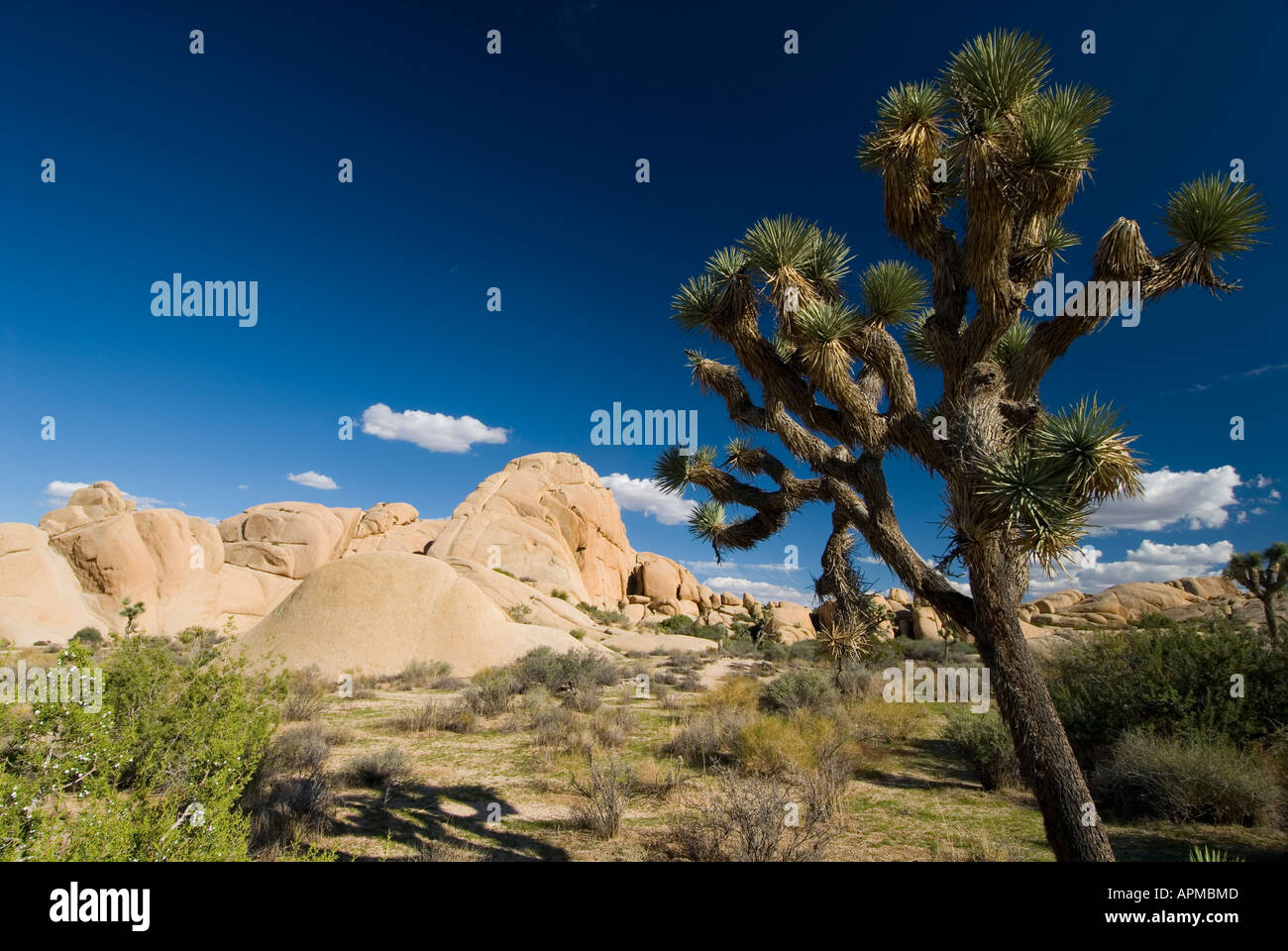 San andreas fault joshua tree hi-res stock photography and images - Alamy